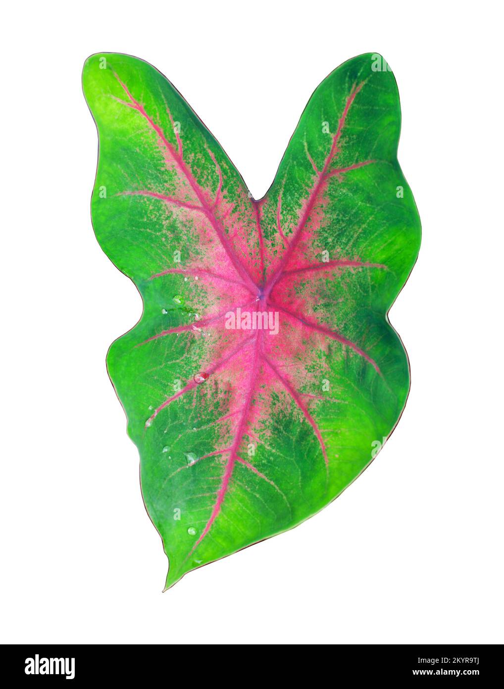 Caladium bicolor green purple leaf white background isolated closeup ...