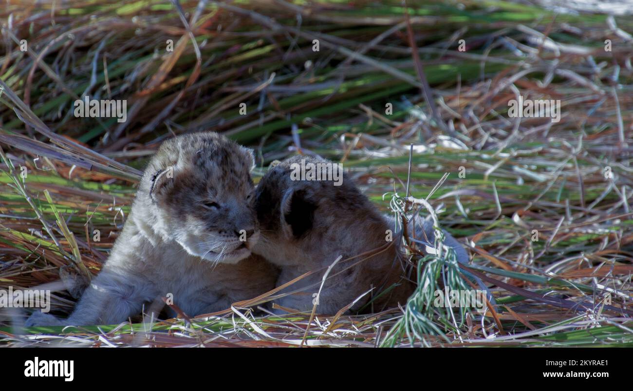 Two newborn lion cubs in their den on the African savannah Stock Photo ...