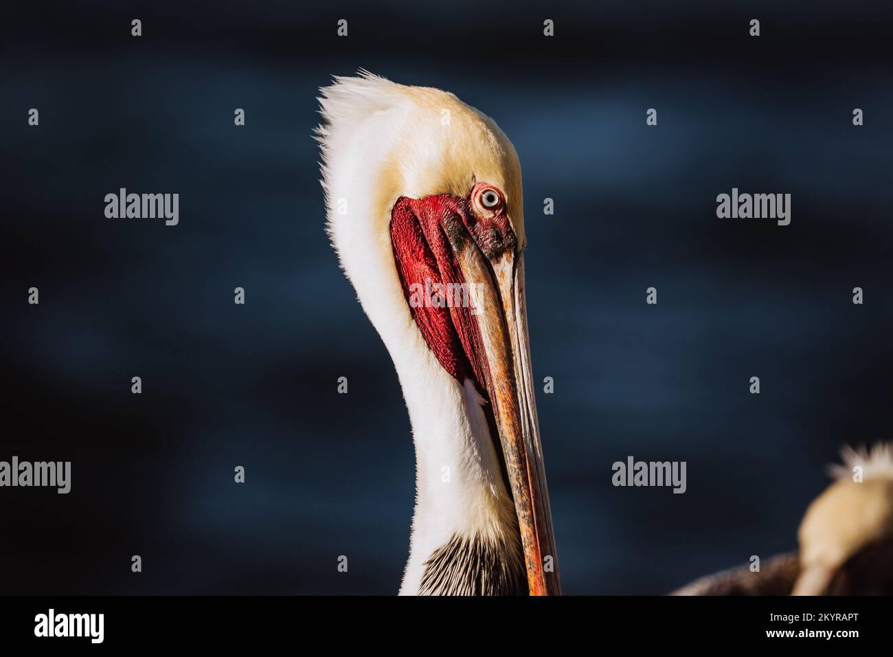 Bird life at ocean hi-res stock photography and images - Alamy