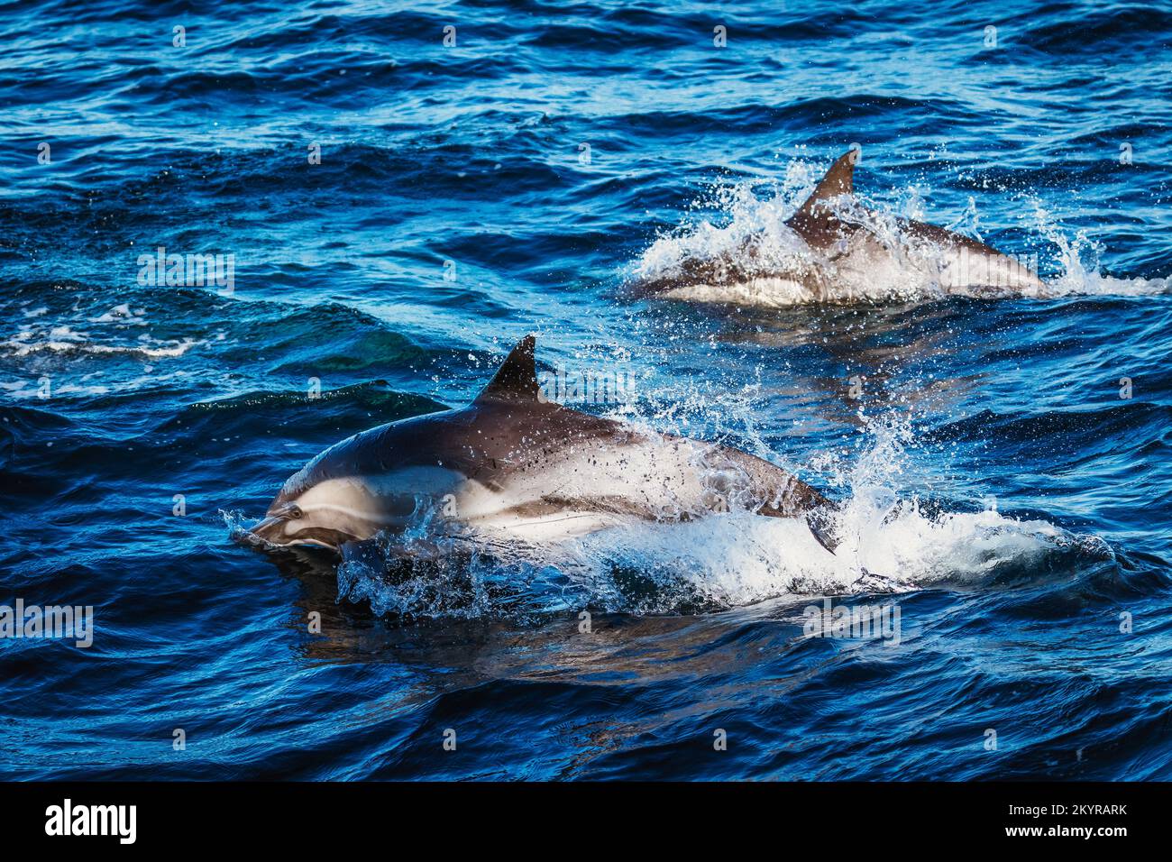 Surfing wave dolphin hi-res stock photography and images - Alamy
