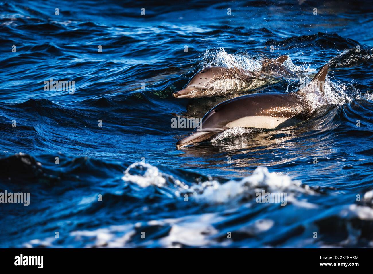Flipper the dolphin hi-res stock photography and images - Alamy