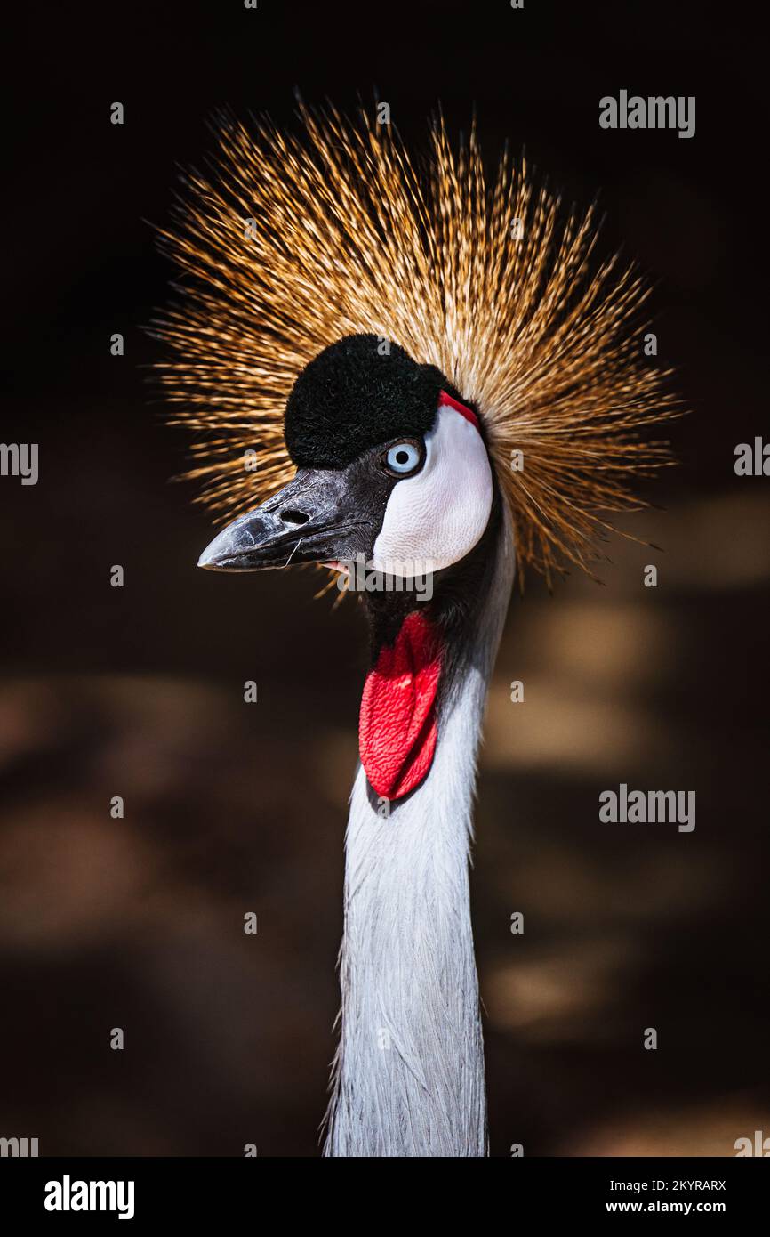 Birds with beautiful eyes hi-res stock photography and images - Alamy