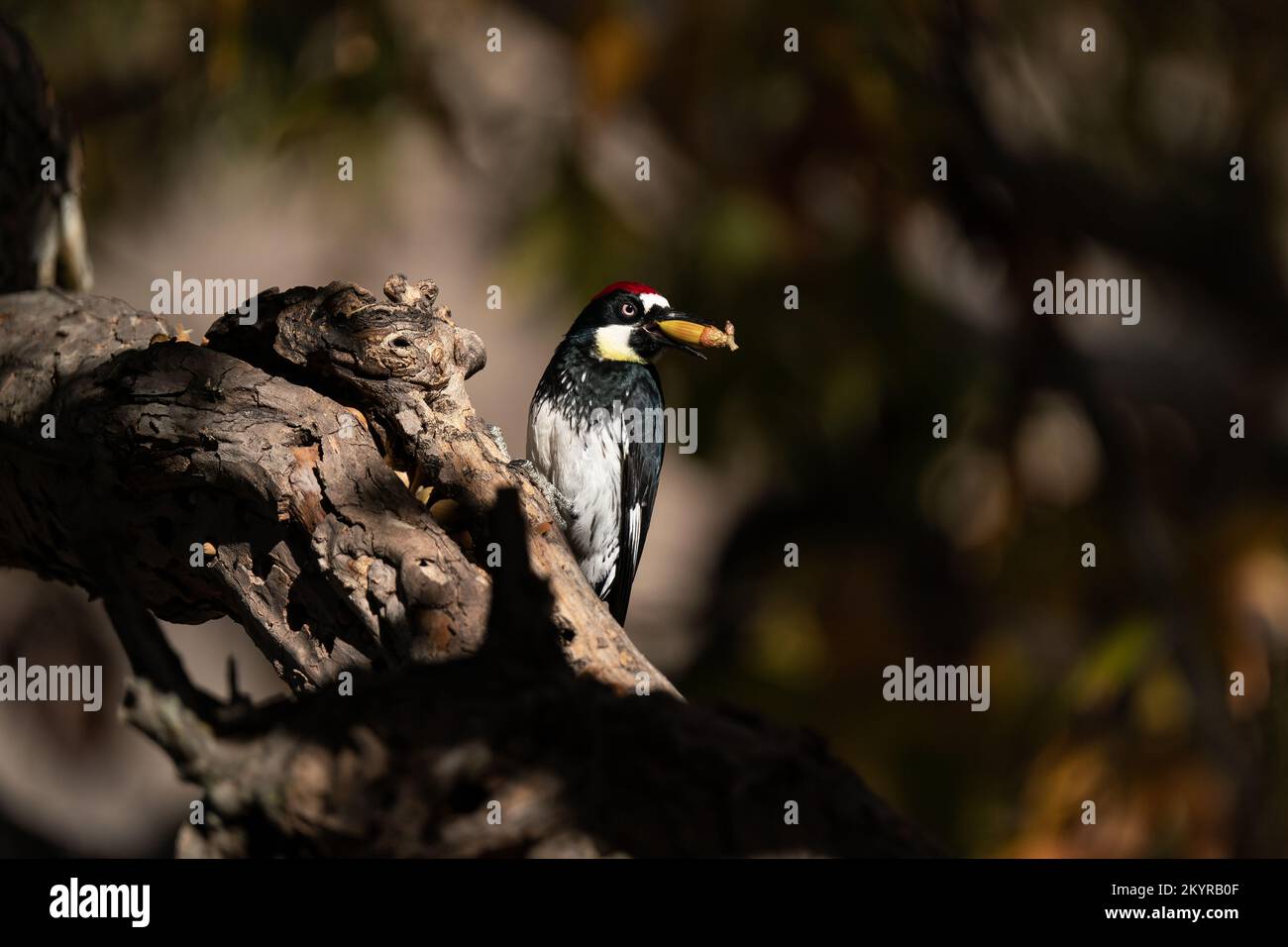 California bird photos hi-res stock photography and images - Alamy