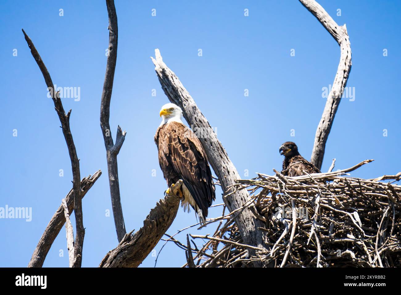 Bald eagle bird fly flight raptor hunter symbol endangered hi-res stock ...