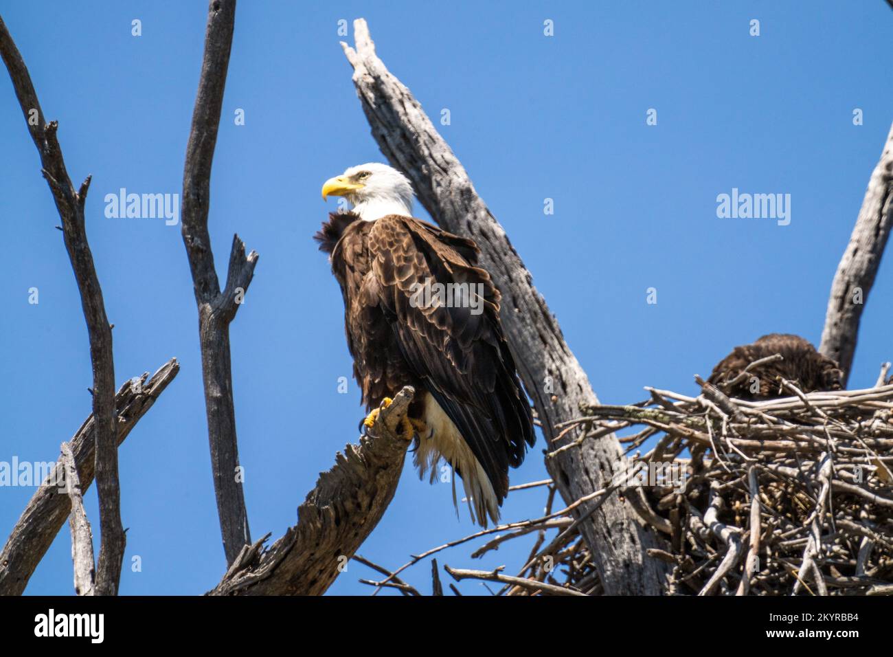 Bald eagle bird fly flight raptor hunter symbol endangered hi-res stock ...