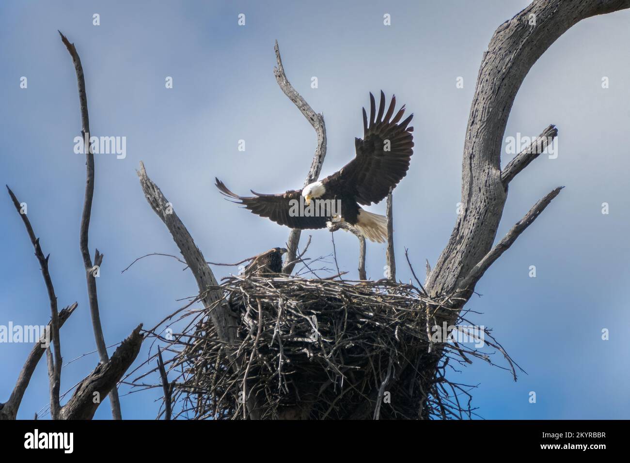 Bald eagle bird fly flight raptor hunter symbol endangered hi-res stock ...