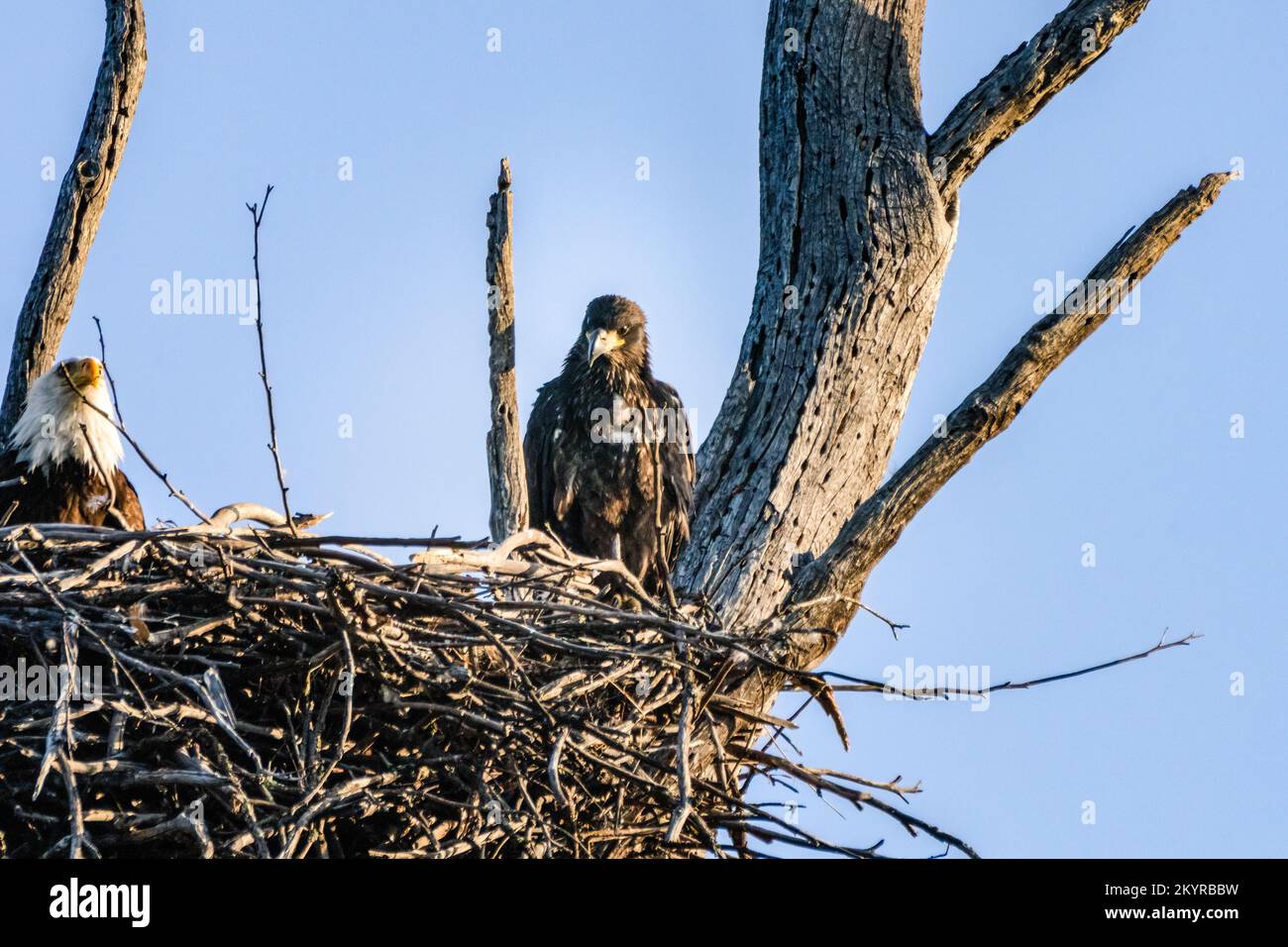 Bald eagle bird fly flight raptor hunter symbol endangered hi-res stock ...