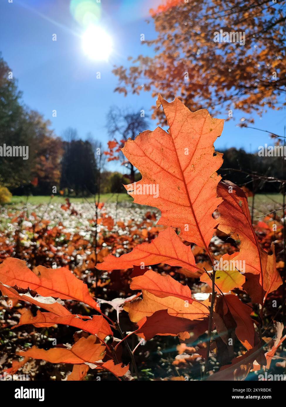 Beautiful oak leaf of small young sprout growing in forest in clearing ...
