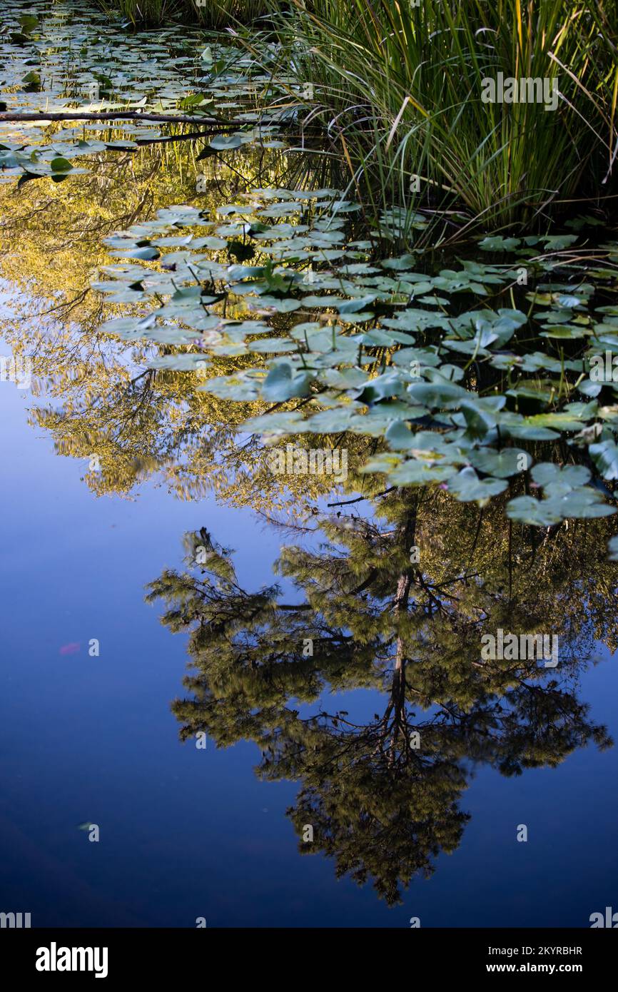 Scenes of nature from Central Texas Stock Photo - Alamy