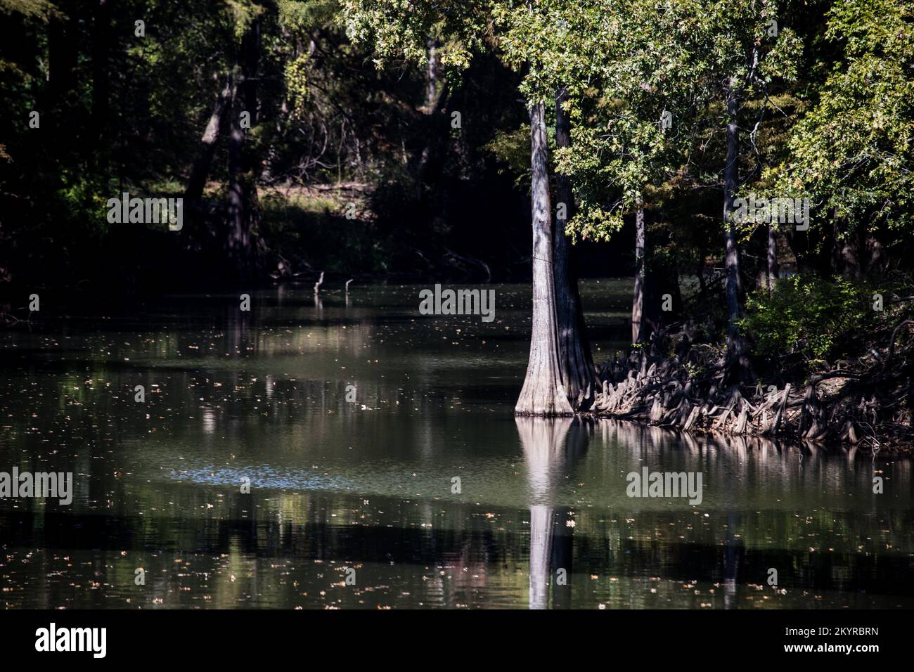 Scenes of nature from Central Texas Stock Photo - Alamy