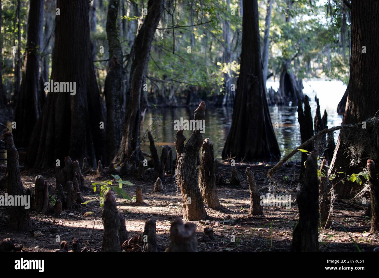 Scenes of nature from Central Texas Stock Photo - Alamy