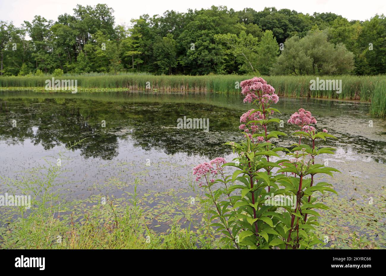 Swamp milkweed on Kendall Lake - Cuyahoga Valley National Park, Ohio ...