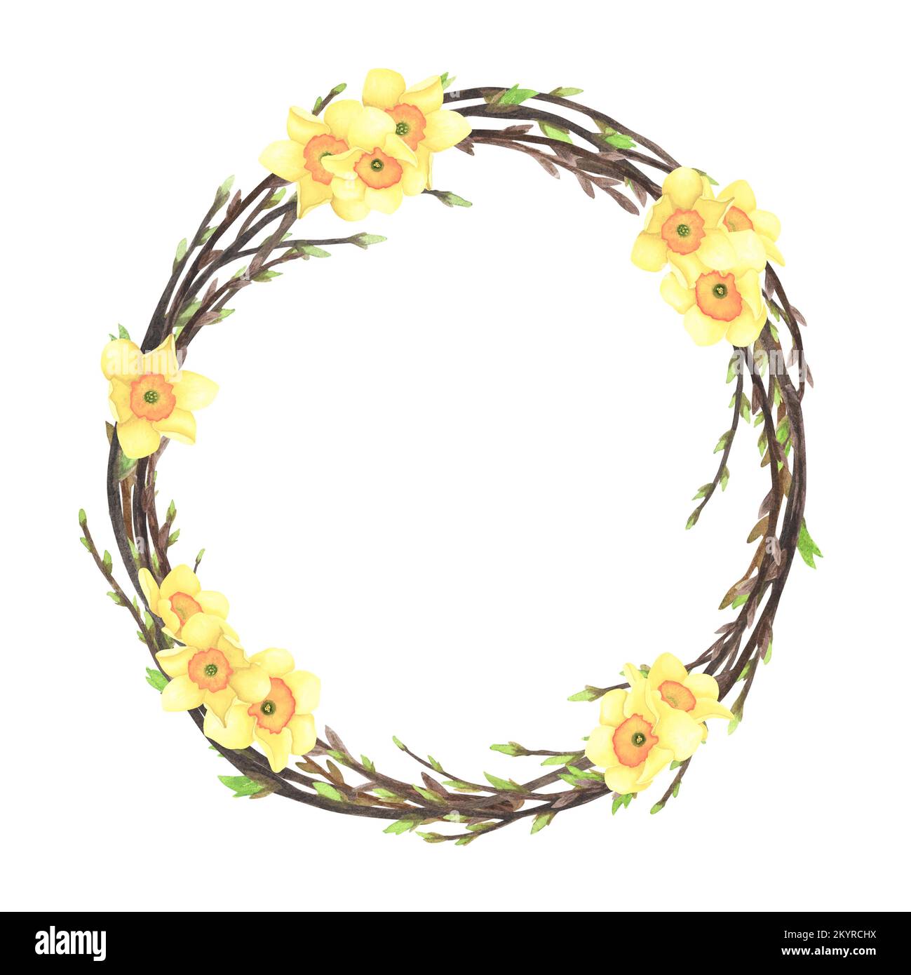 Spring willow twigs wreath watercolor with flower daffodil isolated on ...