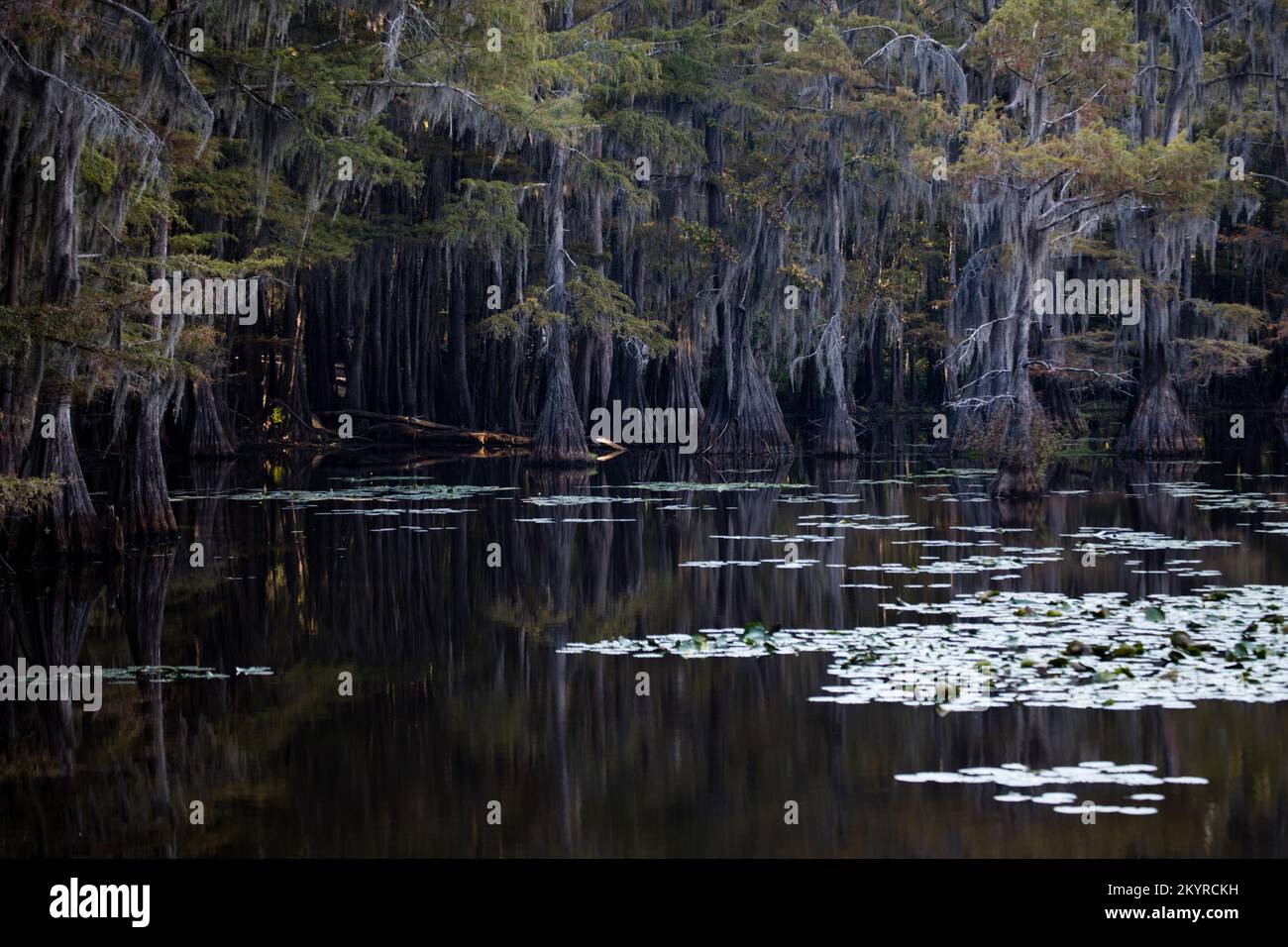 Scenes of nature from Central Texas Stock Photo - Alamy