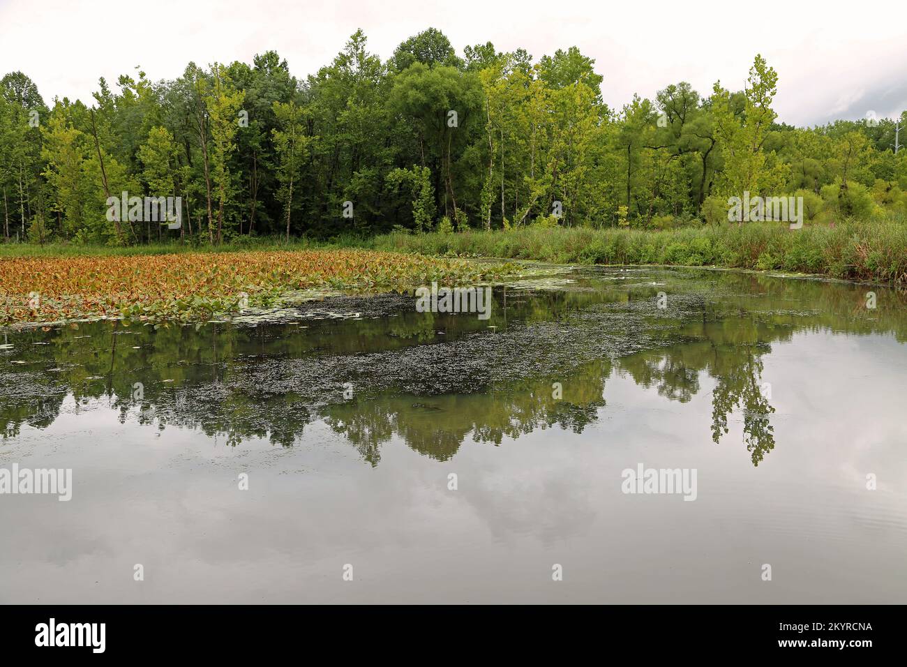 Beaver Marsh - Cuyahoga Valley National Park, Ohio Stock Photo - Alamy