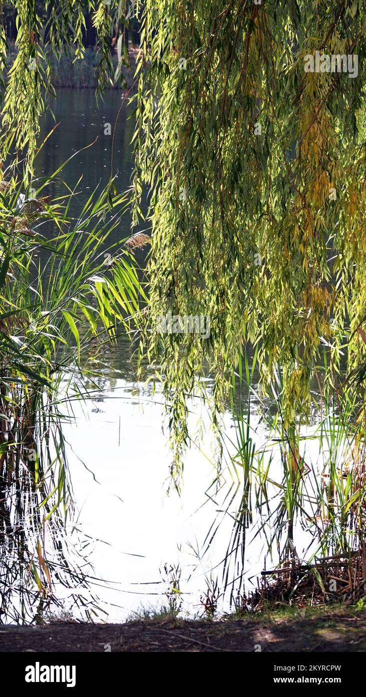 Forest clear lake with trees and shiny water Stock Photo - Alamy