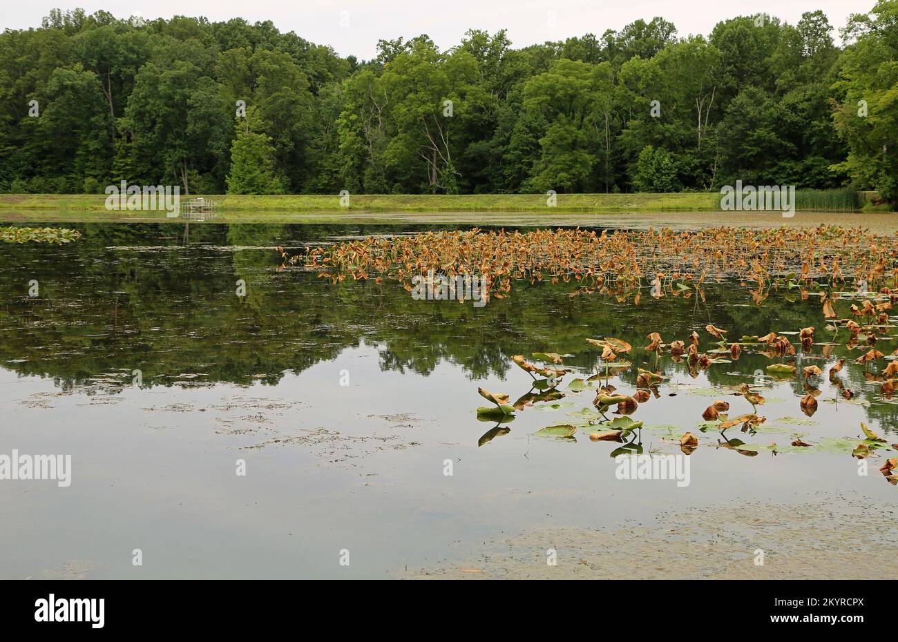Calm Beaver Marsh - Cuyahoga Valley National Park, Ohio Stock Photo - Alamy