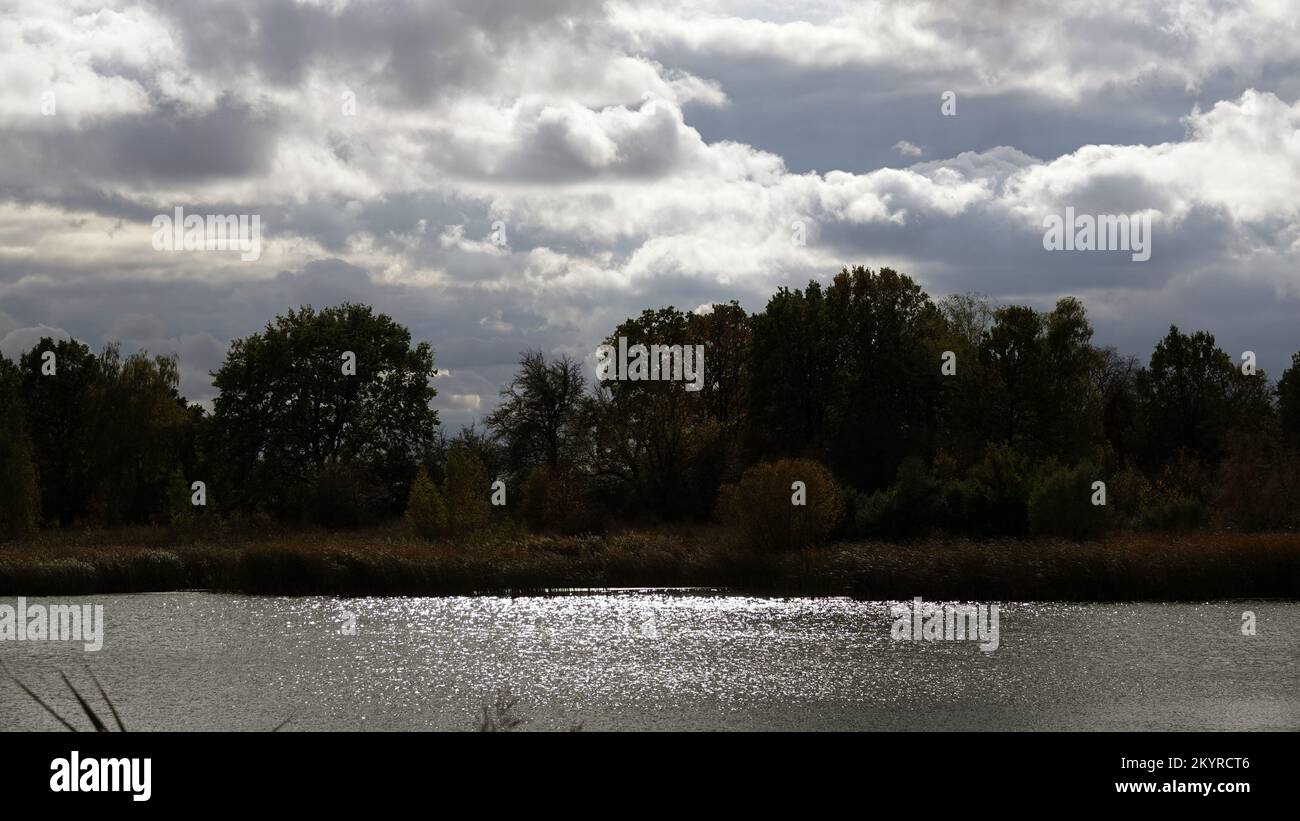 Forest clear lake with trees and shiny water Stock Photo - Alamy