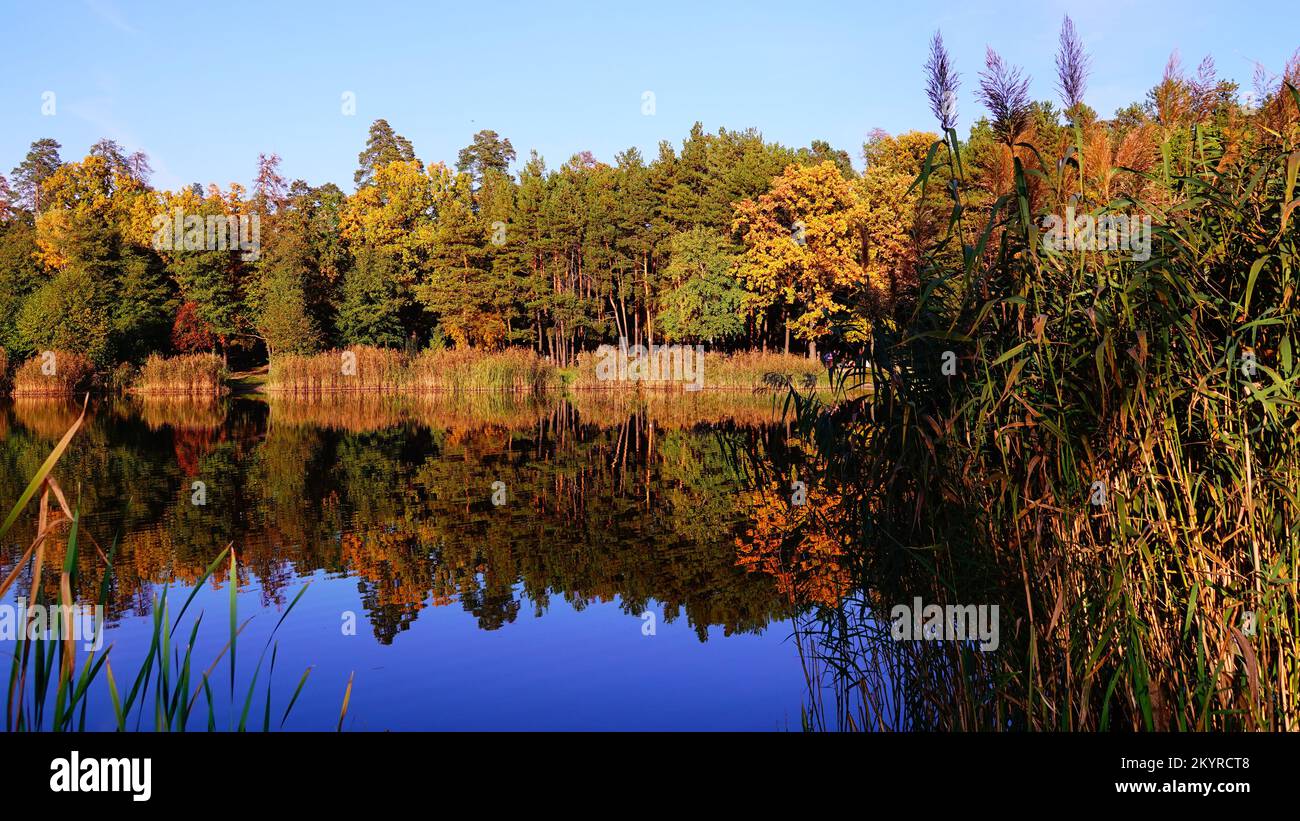Forest clear lake in autumn with trees Stock Photo - Alamy