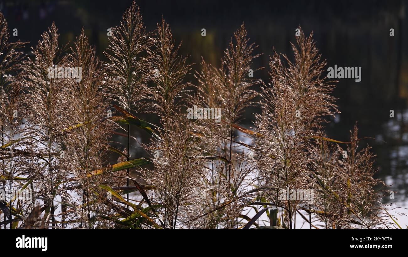 Forest clear lake in autumn with trees Stock Photo - Alamy