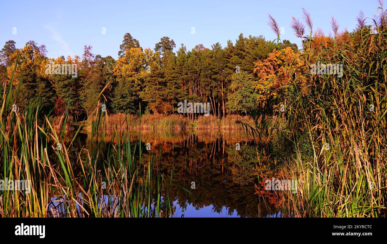 Forest clear lake in autumn with trees Stock Photo - Alamy