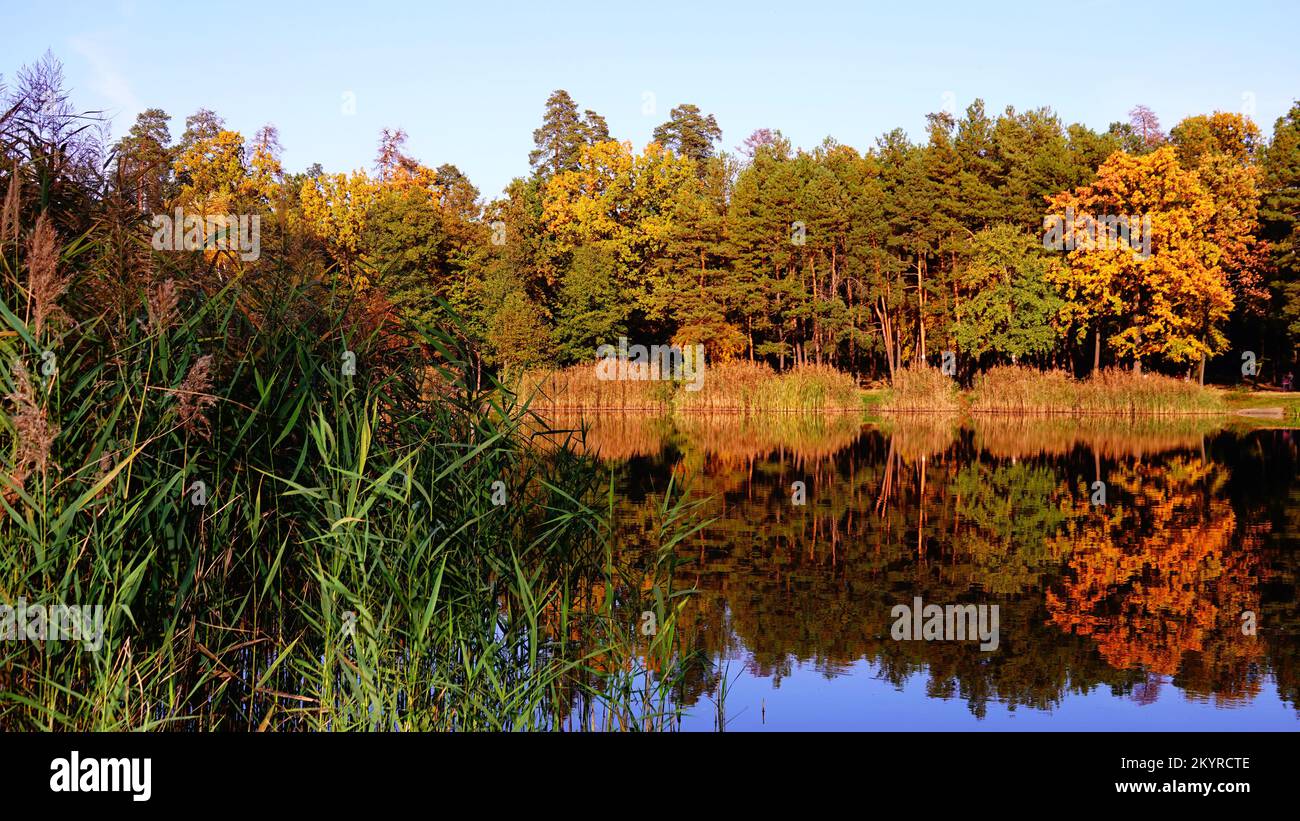 Forest clear lake in autumn with trees Stock Photo - Alamy