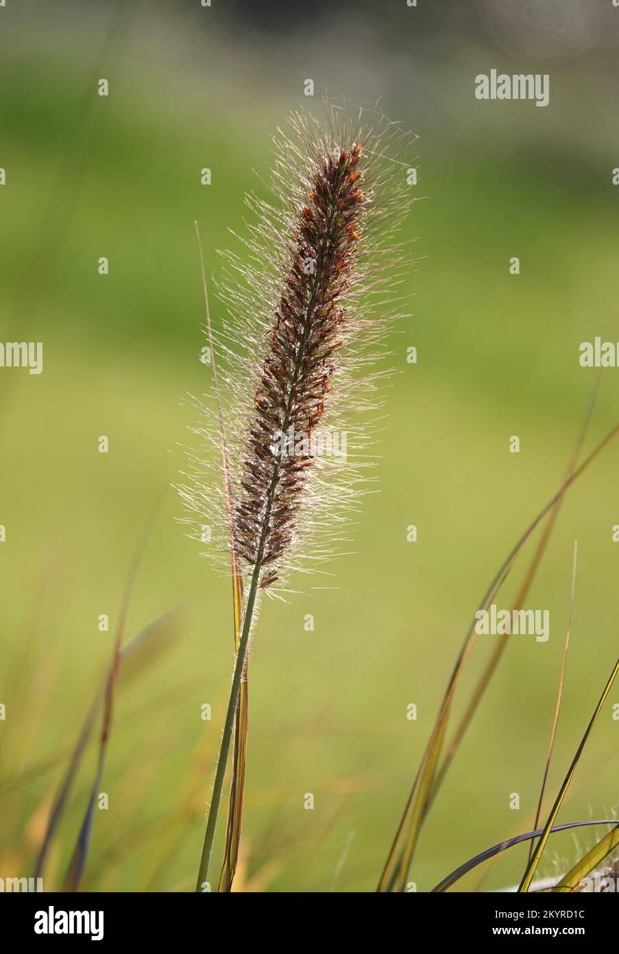 Bristly animals hi-res stock photography and images - Alamy