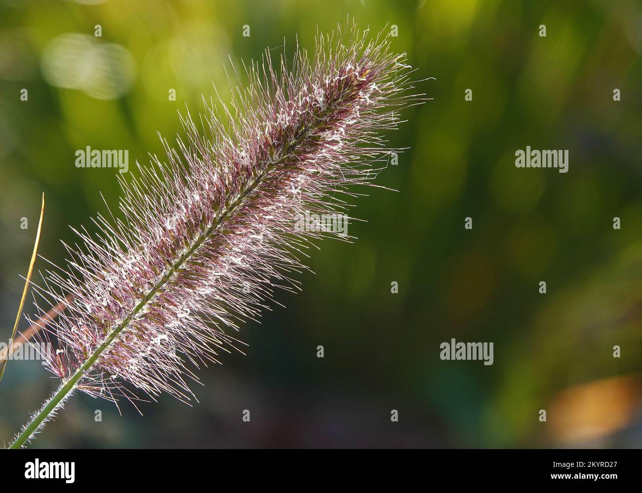 Bristly animals hi-res stock photography and images - Alamy