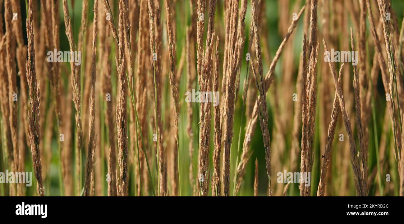 Reed planting hi-res stock photography and images - Alamy