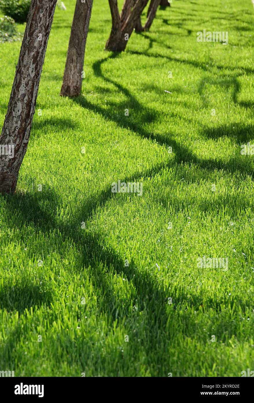 Shadow on the lawn grass from trees with bizarre lines Stock Photo - Alamy