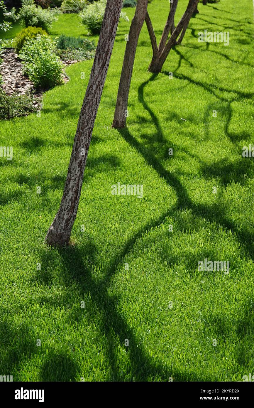 Shadow on the lawn grass from trees with bizarre lines Stock Photo - Alamy