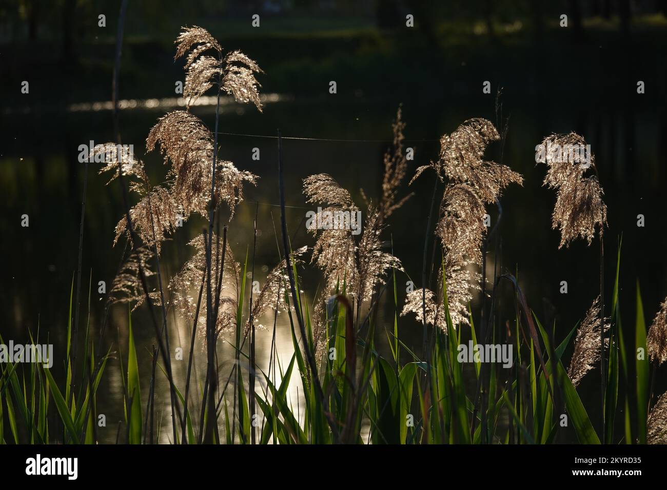Reeds grow densely near the lake with seeds Stock Photo - Alamy