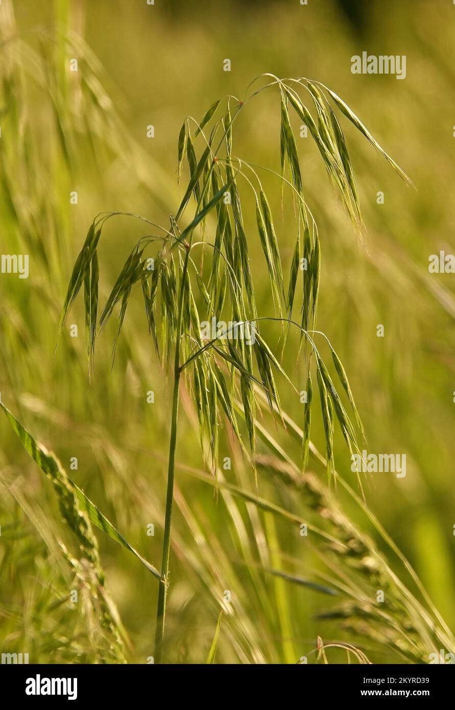 Wild oat plant growing in large numbers in spring in the field Stock ...