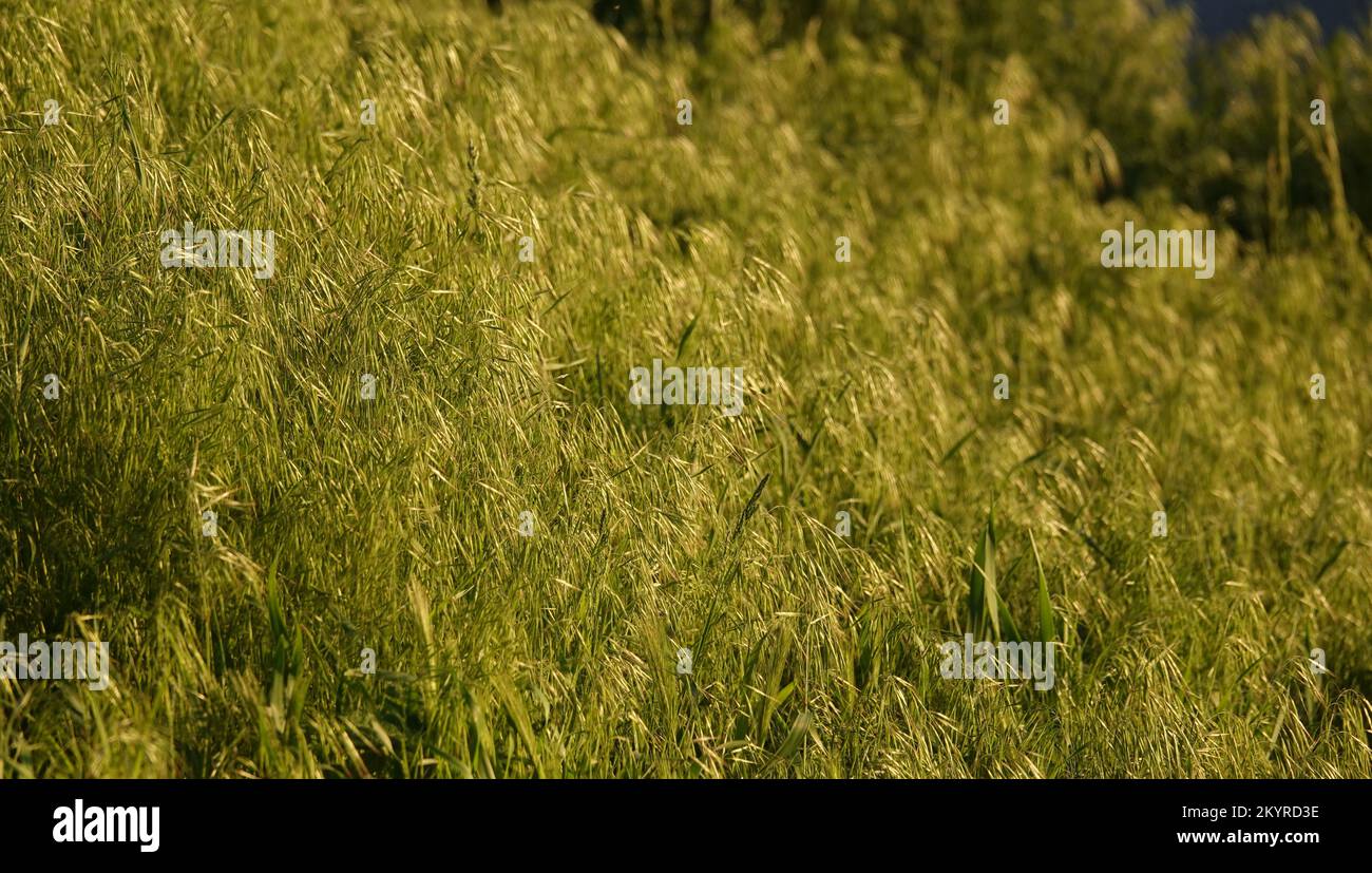 Wild oat plant growing in large numbers in spring in the field Stock ...