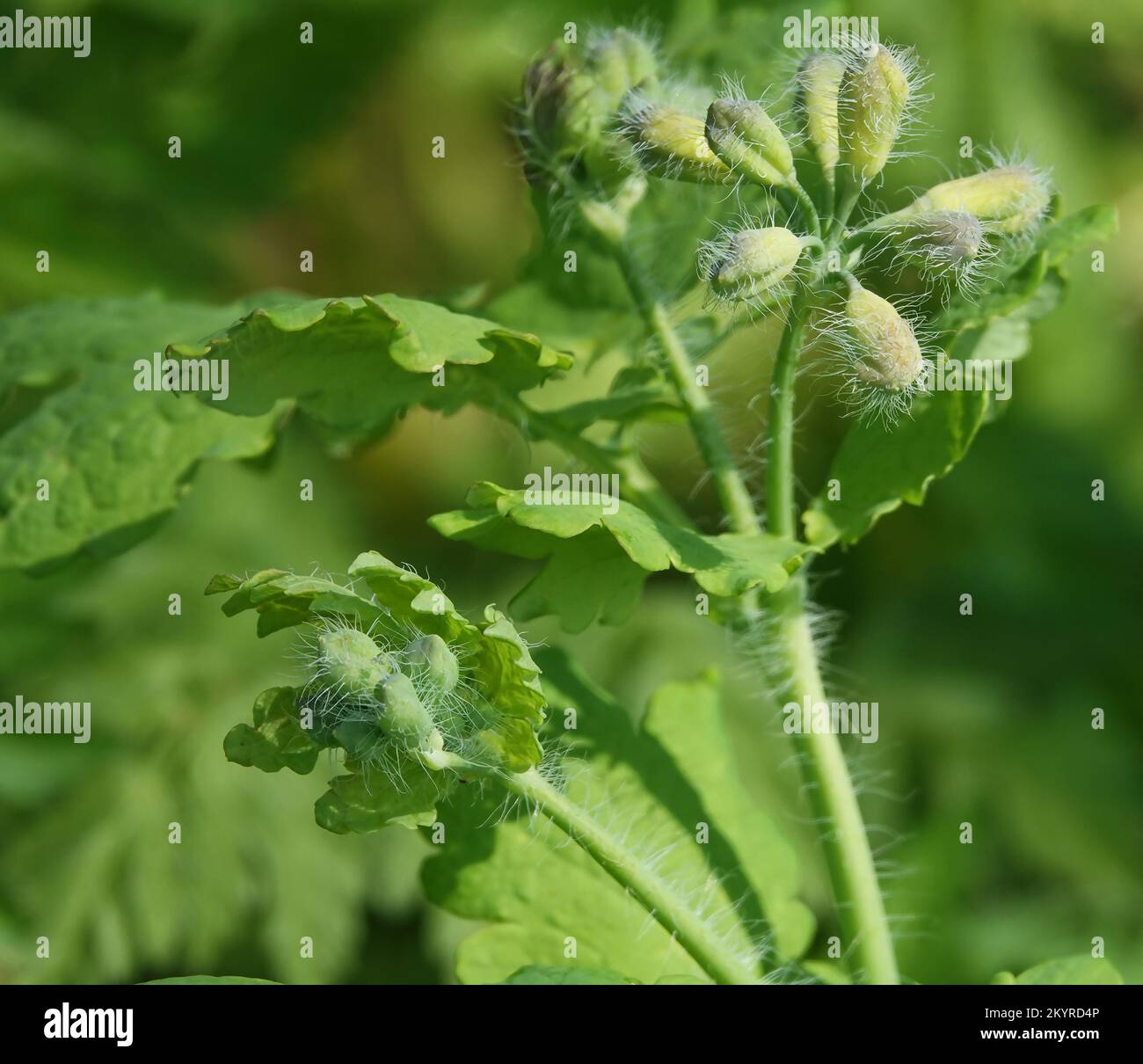 Celandine plant growing wild in the field and in the forest of Ukraine ...