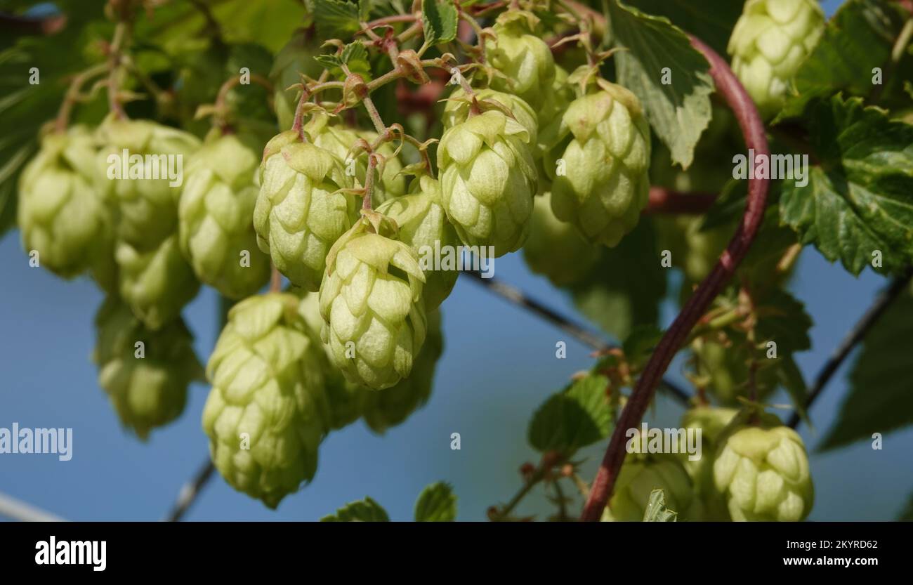 Climbing plant Hops with seeds Stock Photo - Alamy