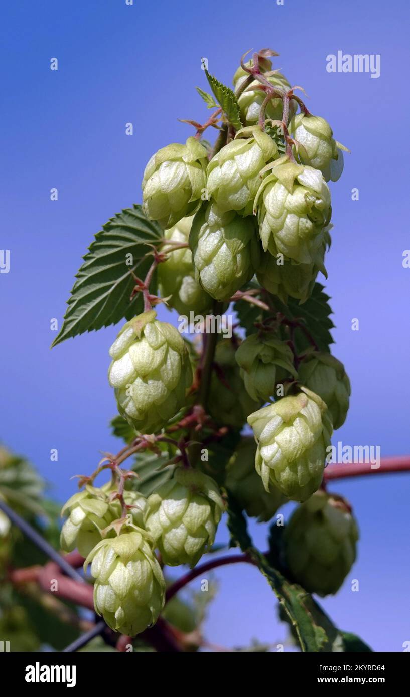 Climbing plant Hops with seeds Stock Photo - Alamy