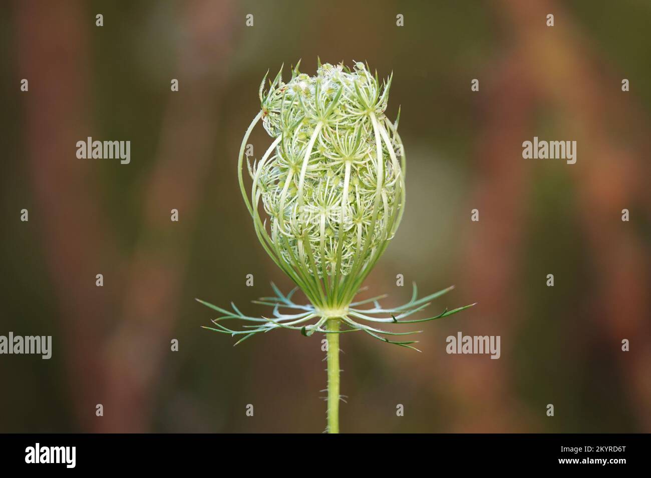 Wild carrot growing in hi-res stock photography and images - Alamy