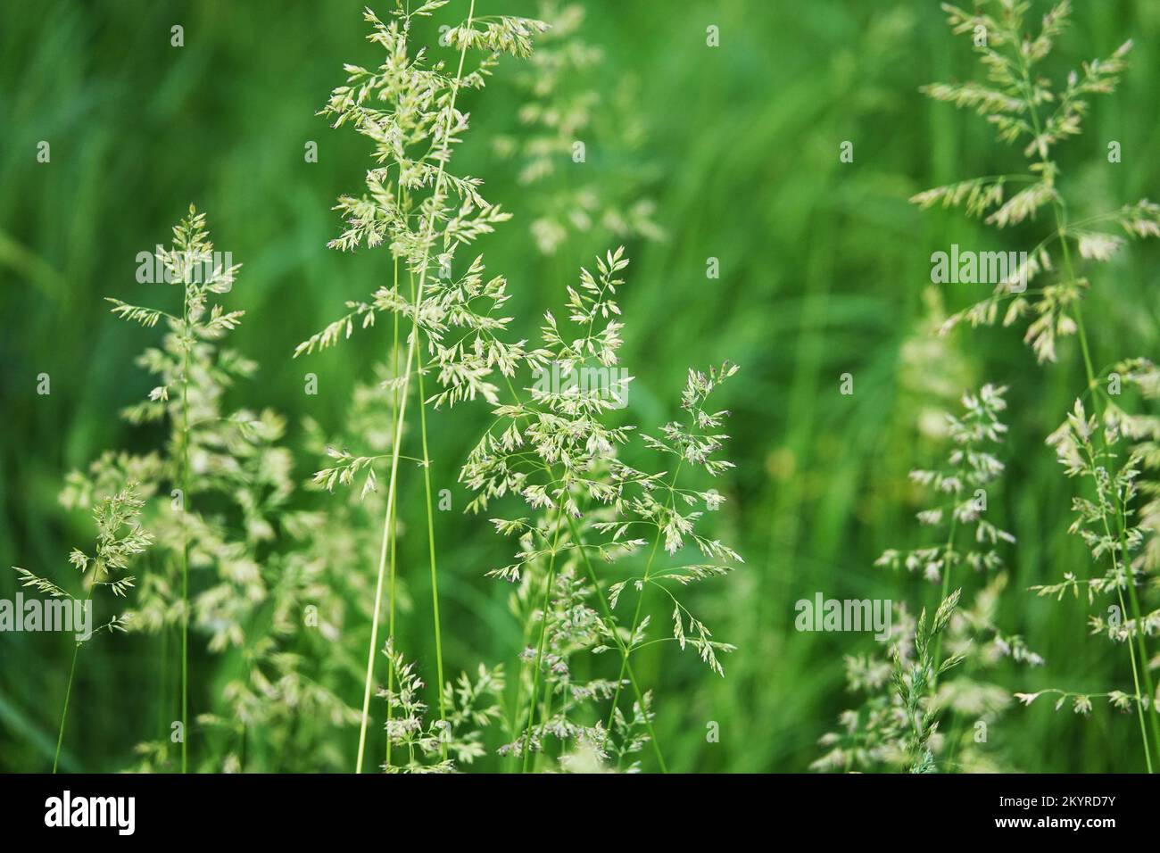 Mouse barley plant - Hordeum marinum wild in the forest and field Stock ...