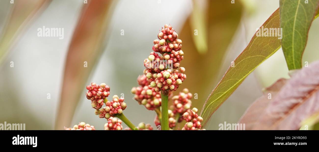 Tuna tree (tones) Chinese, zestrel planted in the park Stock Photo - Alamy