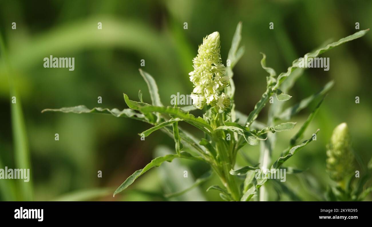 Reseda odorous plant growing in the forest Stock Photo - Alamy