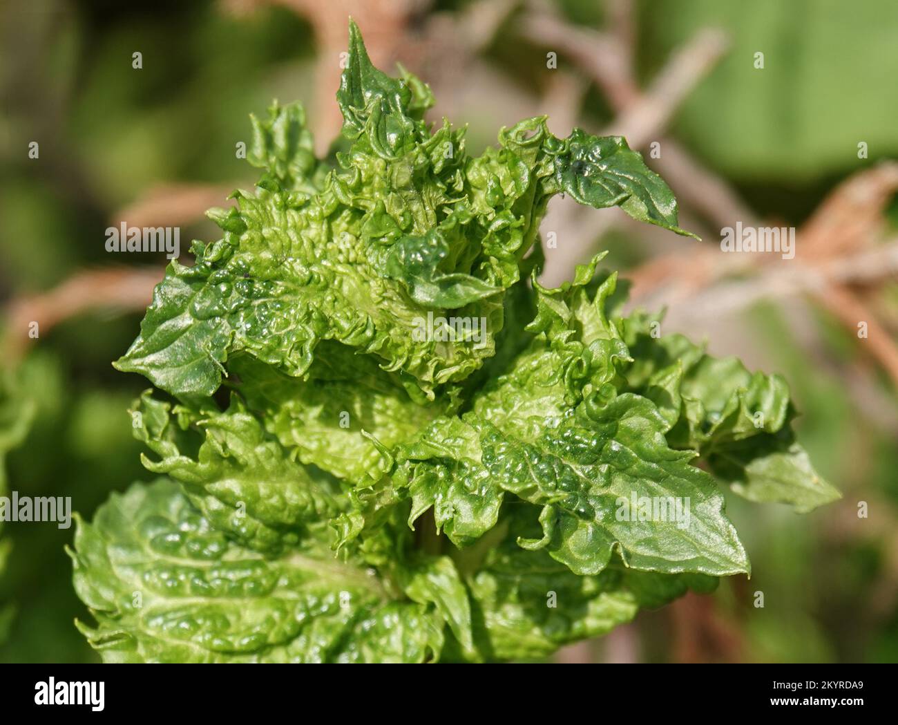 English green peppermint hi-res stock photography and images - Alamy