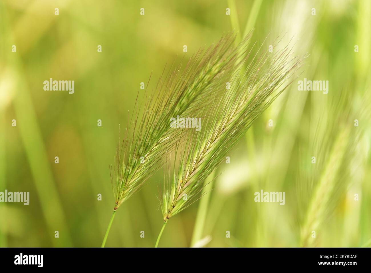 Mouse barley plant - Hordeum marinum wild in the forest and field Stock ...
