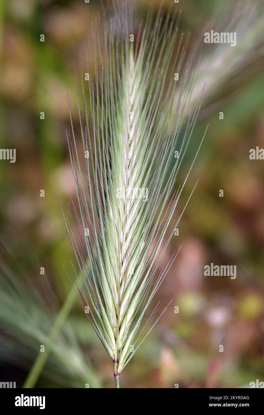 Mouse barley plant - Hordeum marinum wild in the forest and field Stock ...