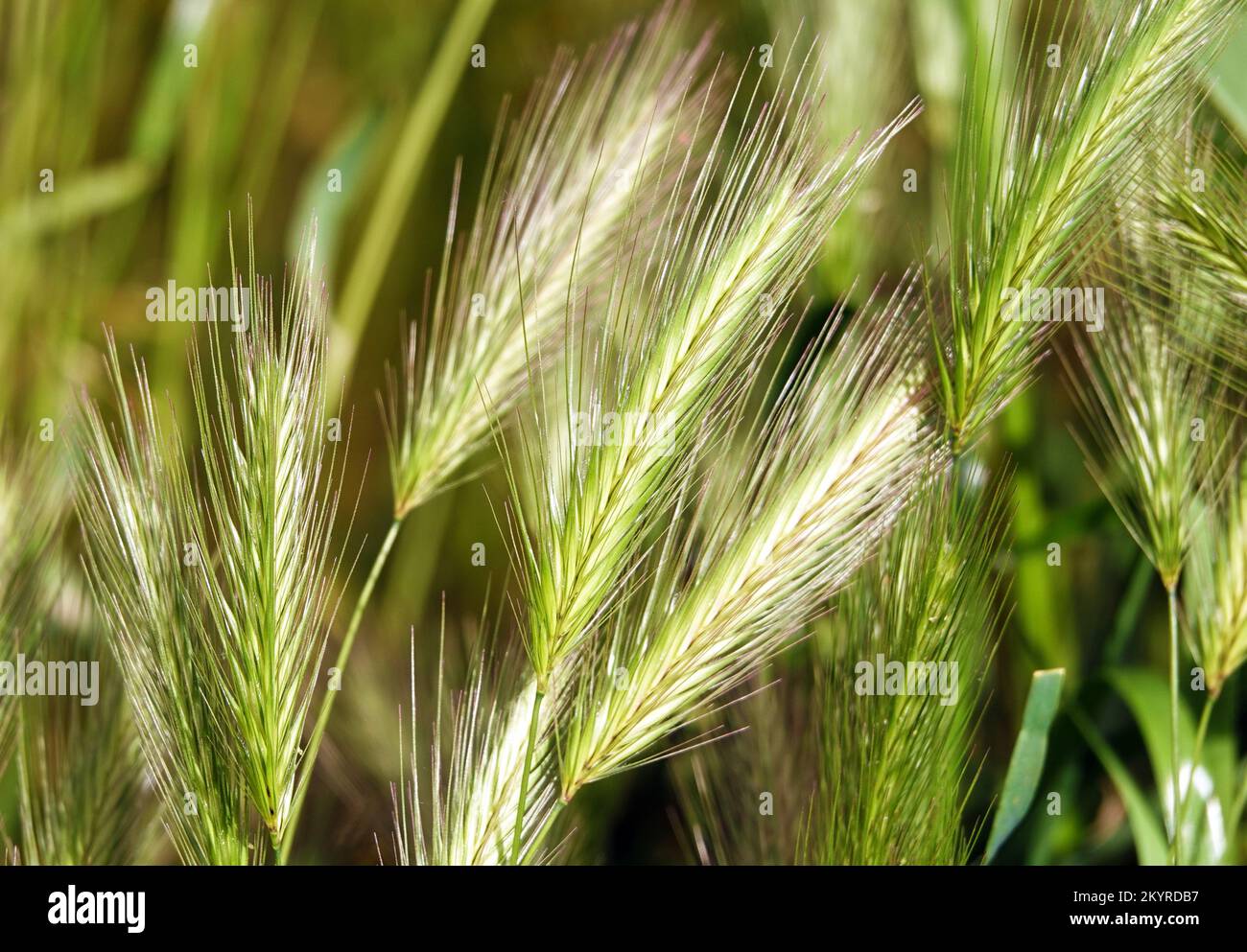 Mouse barley hi-res stock photography and images - Alamy