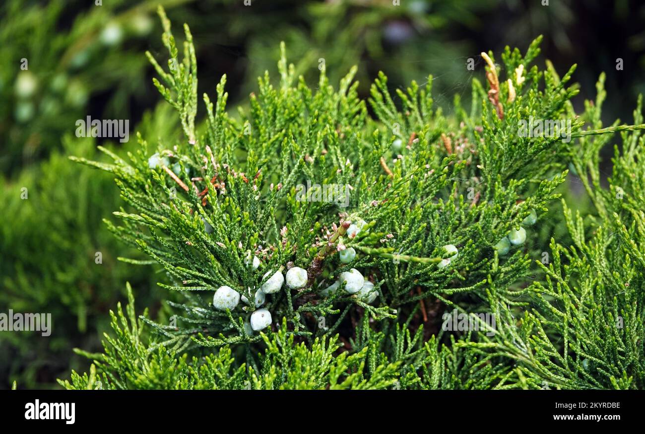 Wild Juniperus Virginia plant with berries Stock Photo - Alamy