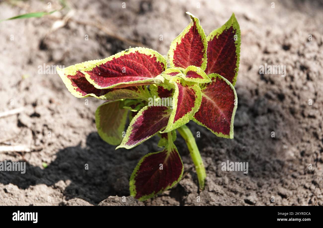 Coleus plant with thick red leaves with a green border Stock Photo - Alamy