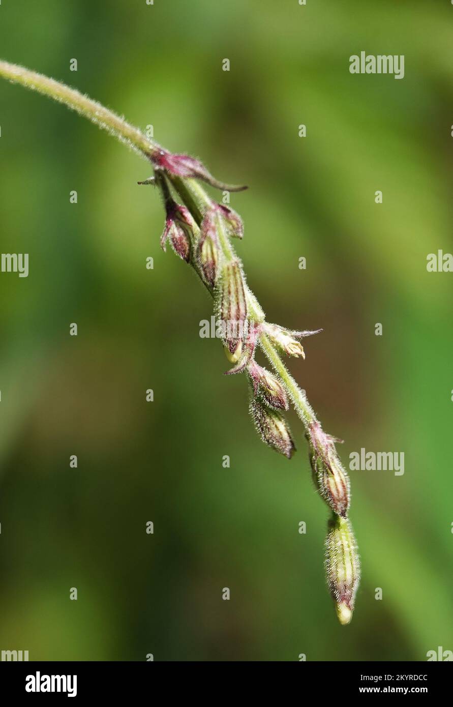 Spikelet of green grass with seeds close-up Stock Photo - Alamy