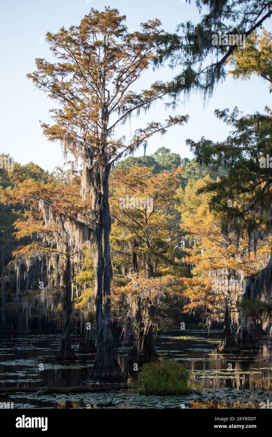 Scenes of nature from Central Texas Stock Photo - Alamy