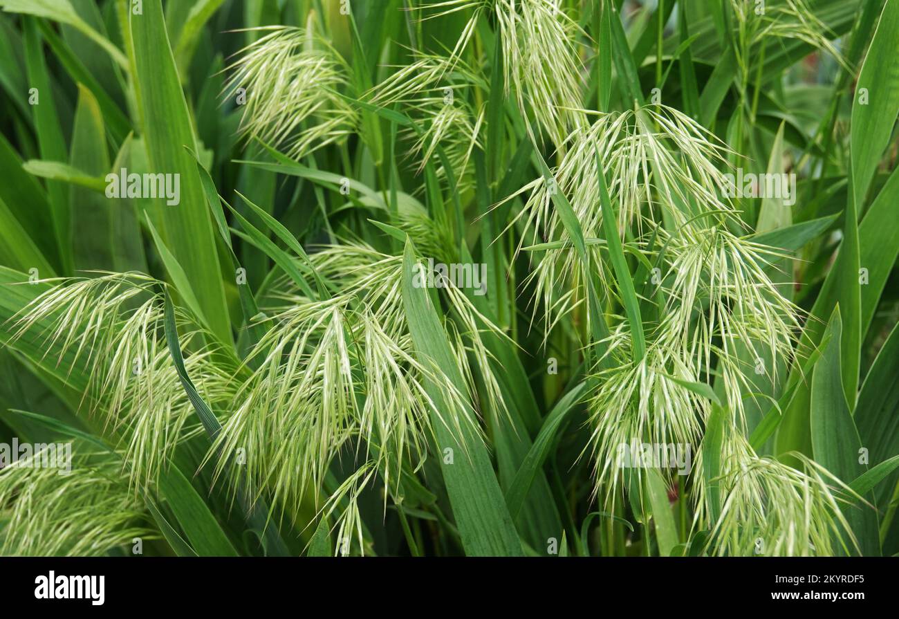 Green grass with seeds in spring Stock Photo - Alamy